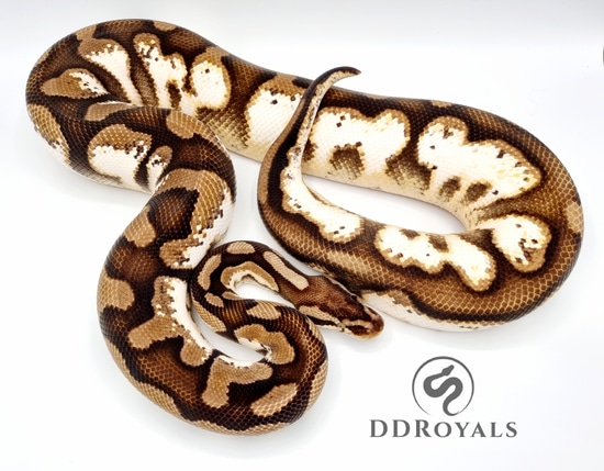 Sugar Pastel (Proven) Ball Python by D D ROYALS