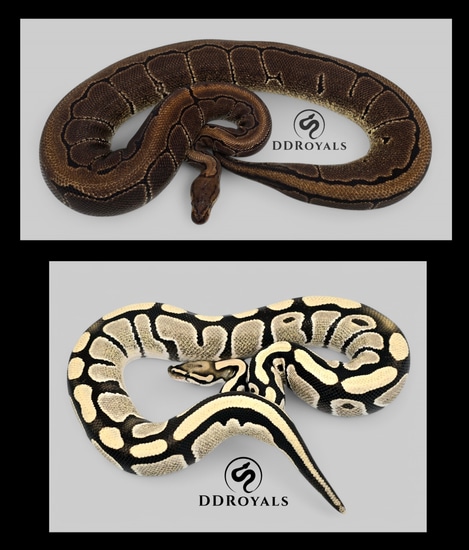 Breeding Pair: Pinstripe 100% Double Het Desert Ghost Pied & Desert ...