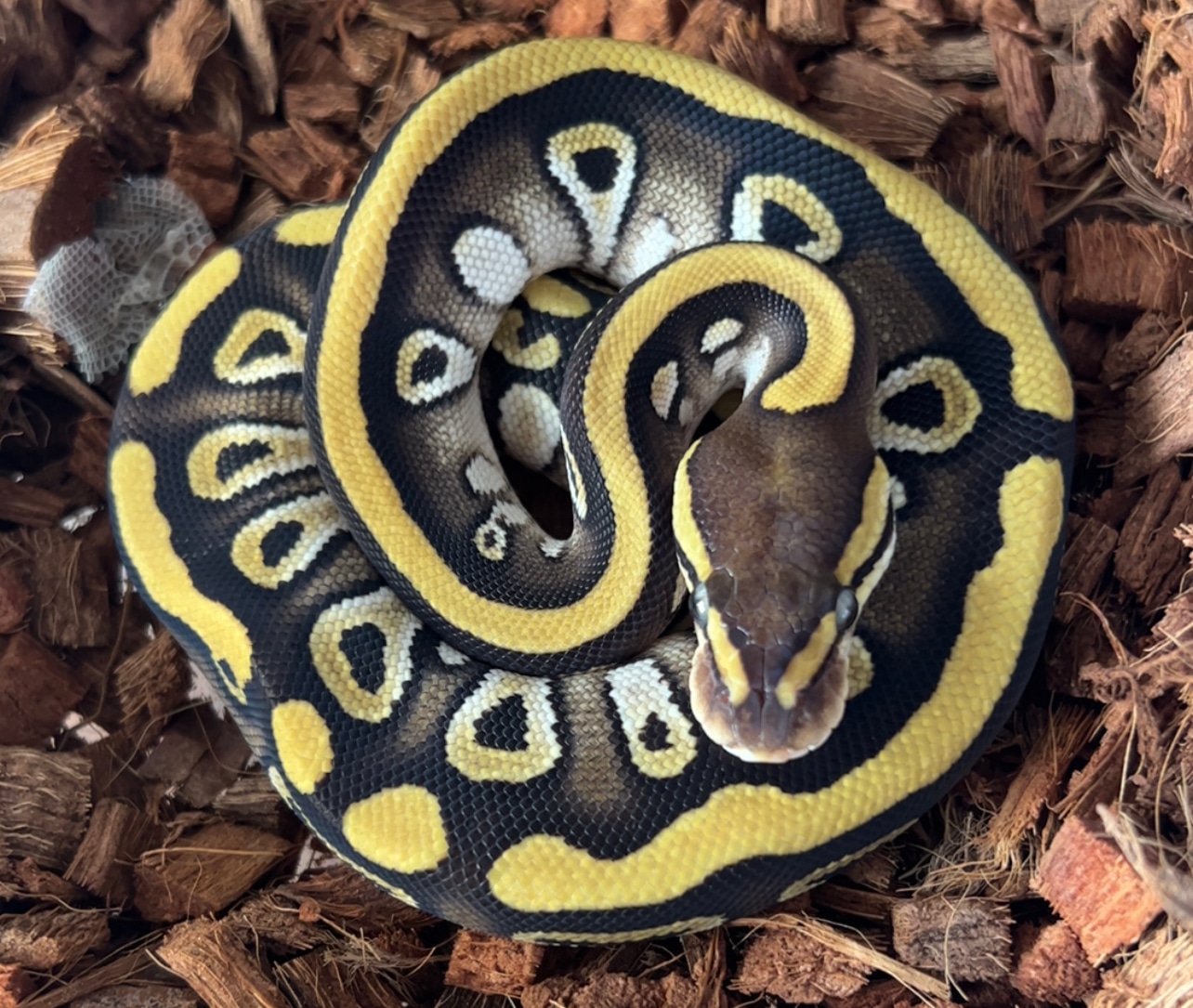Mojave Het Hypo Het Clown Ball Python by Castle Constrictors - MorphMarket