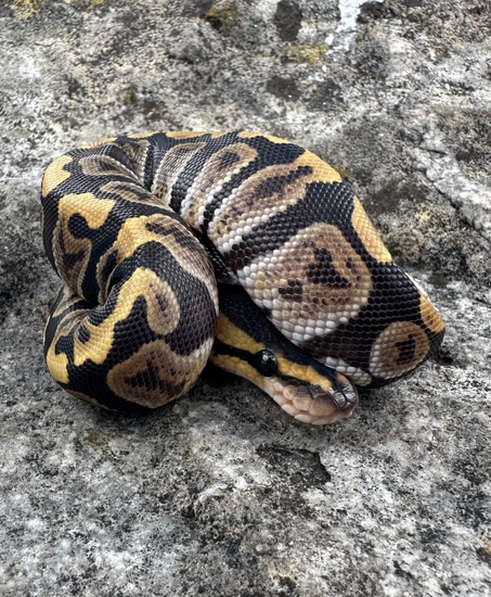 GHI Het Hypo Het Clown Ball Python by Castle Constrictors