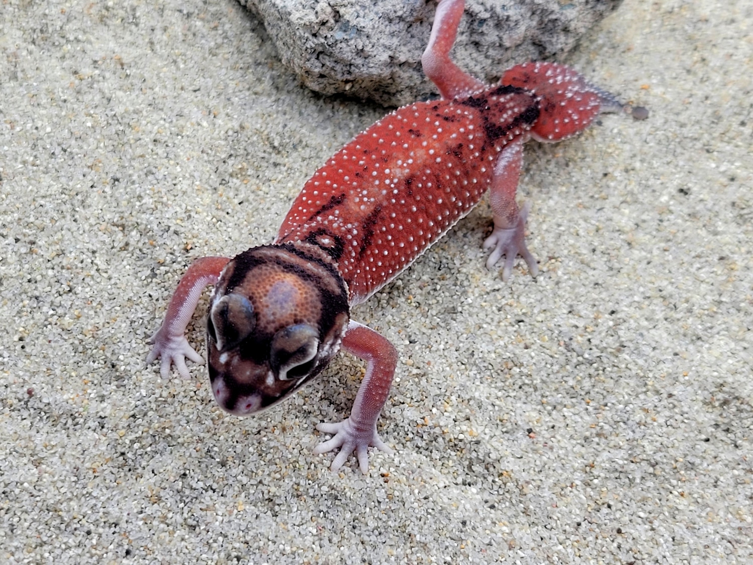 N. L. Pilbarensis Het Albino 50% Het Patternless Female Knob-Tailed ...
