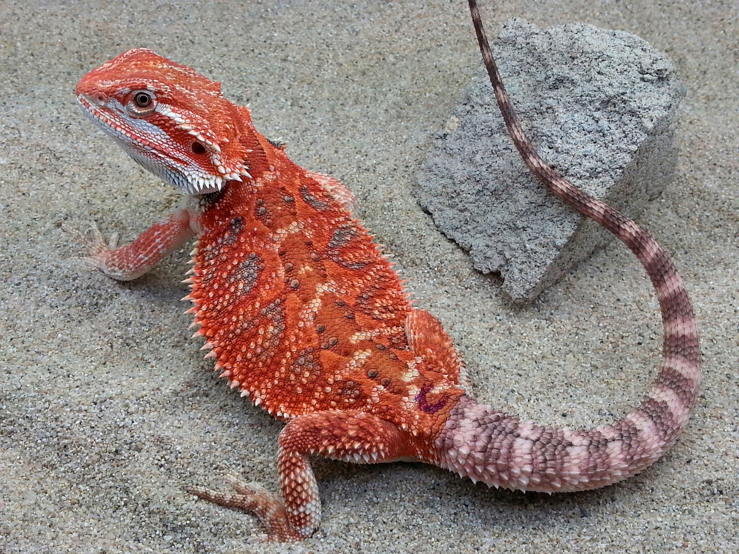 Red Het Hypo Het Translucent Blue Bars Central Bearded Dragon by Dragon ...
