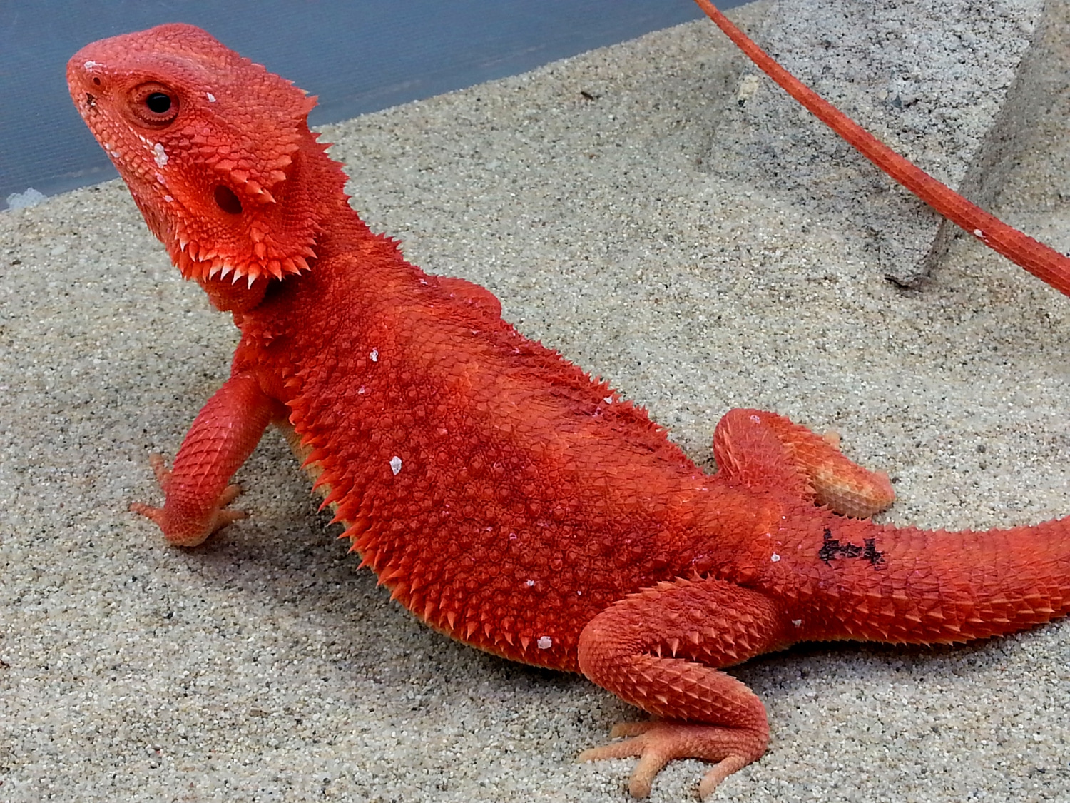 Red Hypo Translucent Central Bearded Dragon by Dragon's Den ...