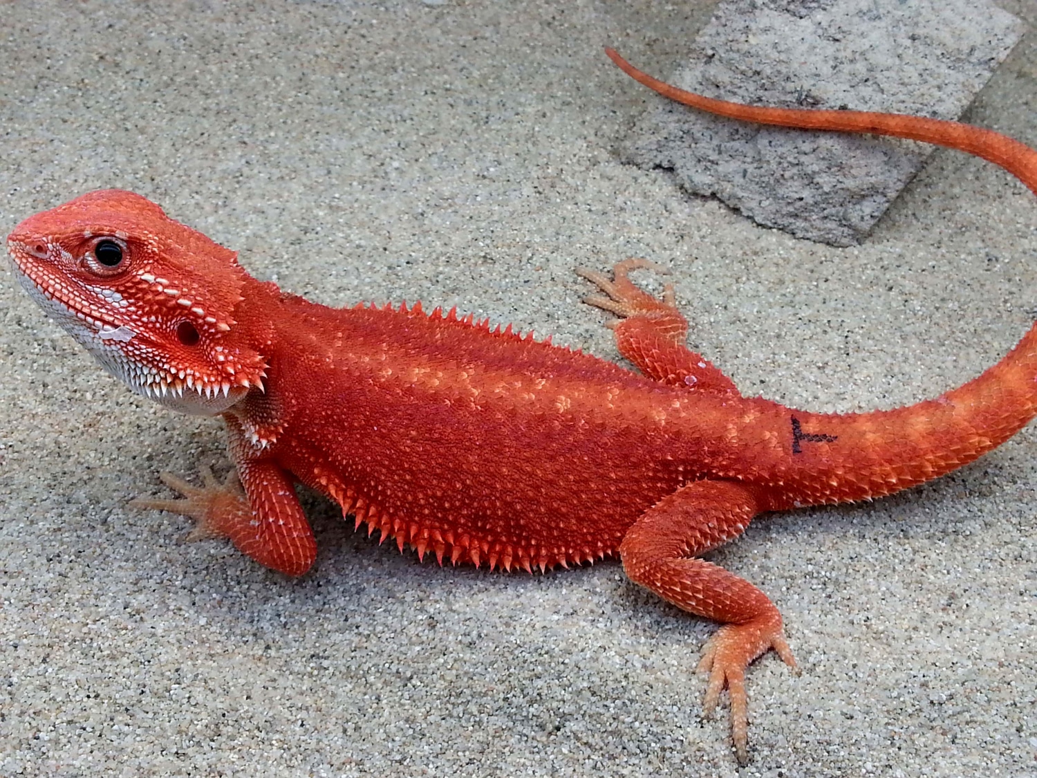 Red Hypo Translucent Female Central Bearded Dragon by Dragon's Den ...