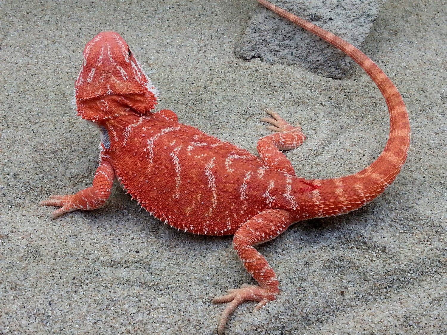Red Hypo Het Translucent Central Bearded Dragon by Dragon's Den ...