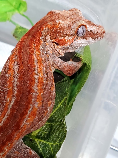 Smoking Hot! Red/Orange Stripe Ready To Breed Gargoyle Gecko by Dragon ...