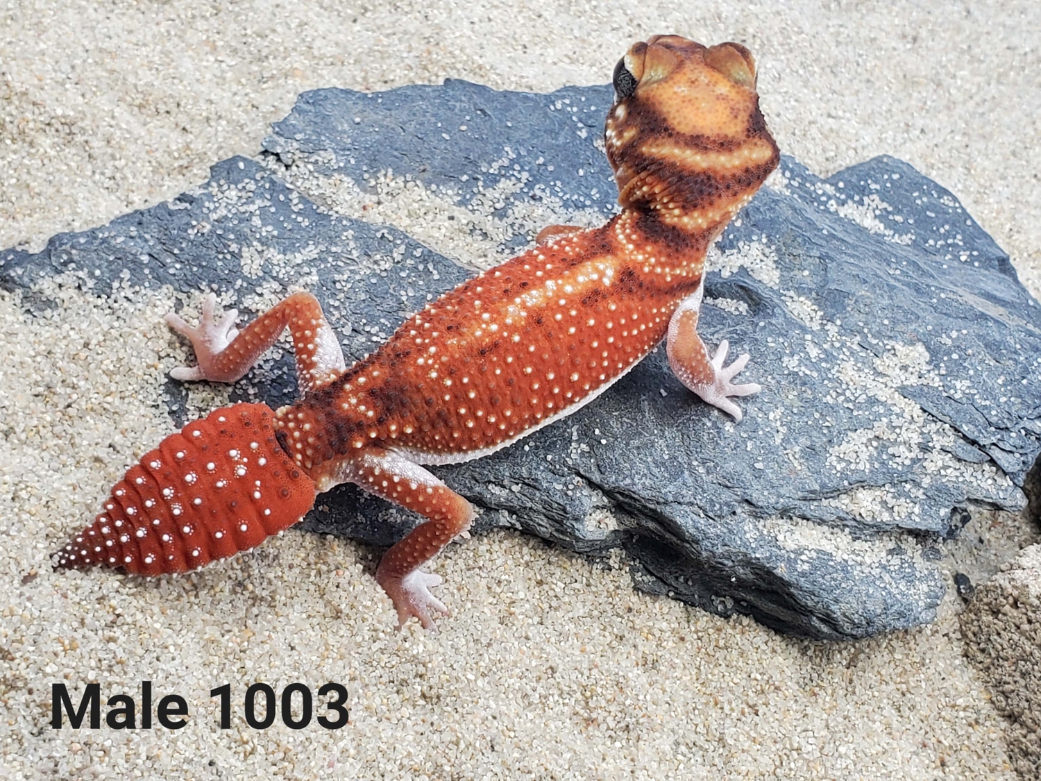 N.L. Pilbarensis Het Albino Knob-Tailed Gecko by Dragon's Den ...