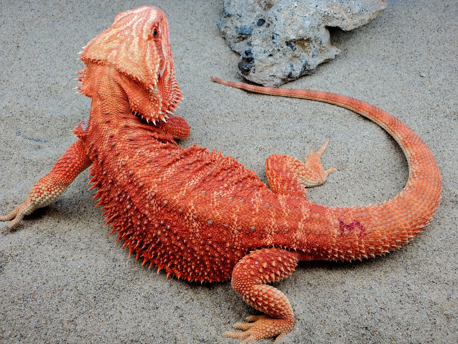 Red Hypo Het Translucent Young Adult Central Bearded Dragon by Dragon's ...