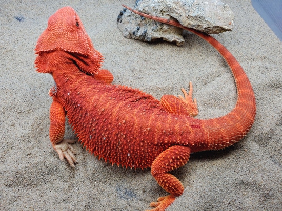 Red Hypo Het Translucent Central Bearded Dragon by Dragon's Den ...