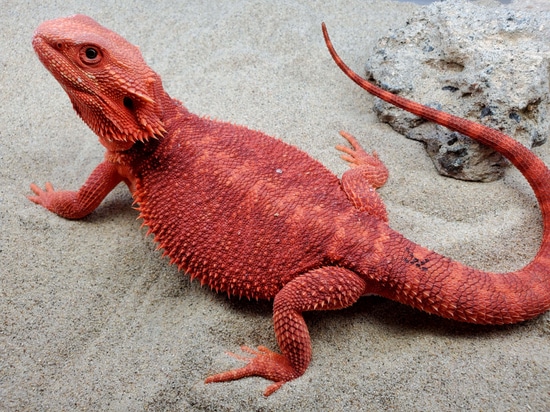 Red Translucent Het Hypo Central Bearded Dragon by Dragon's Den ...
