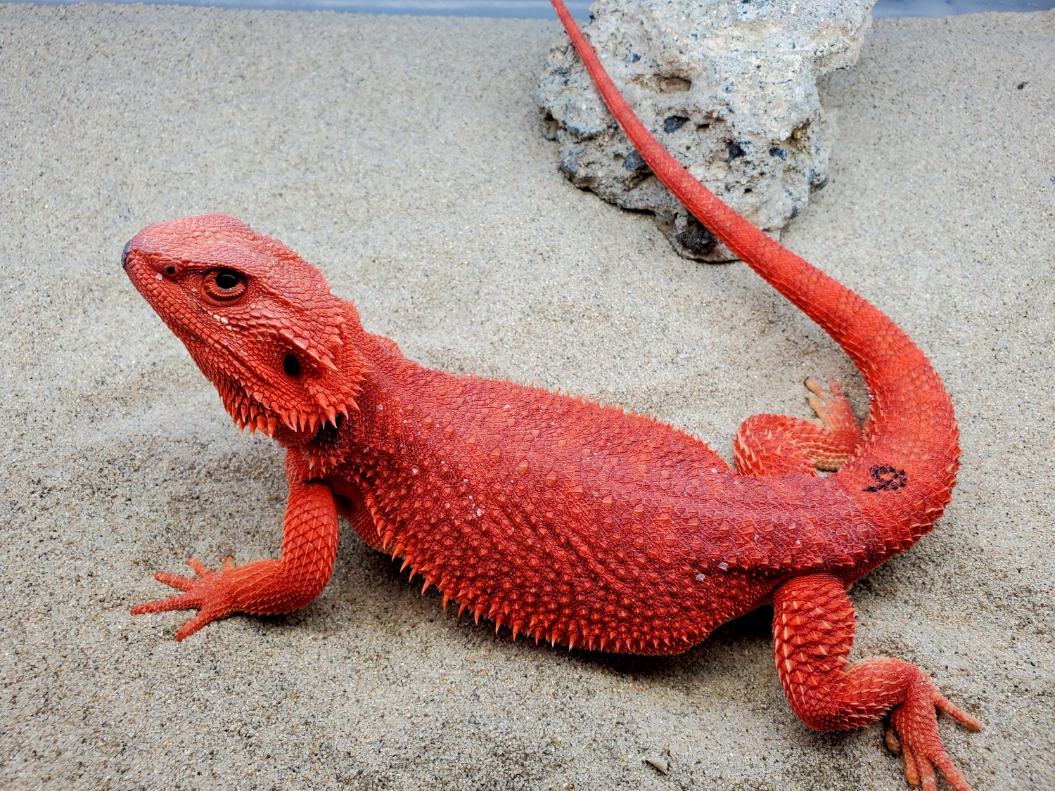 Red Hypo Translucent Central Bearded Dragon by Dragon's Den ...