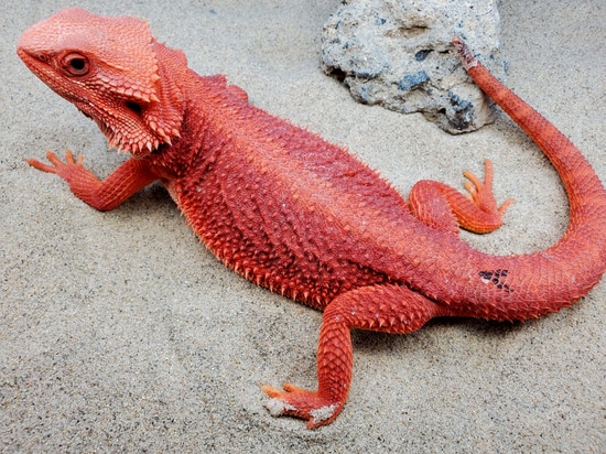 Red, Hypo, Translucent, Toe/Tail Nips Central Bearded Dragon by Dragon ...