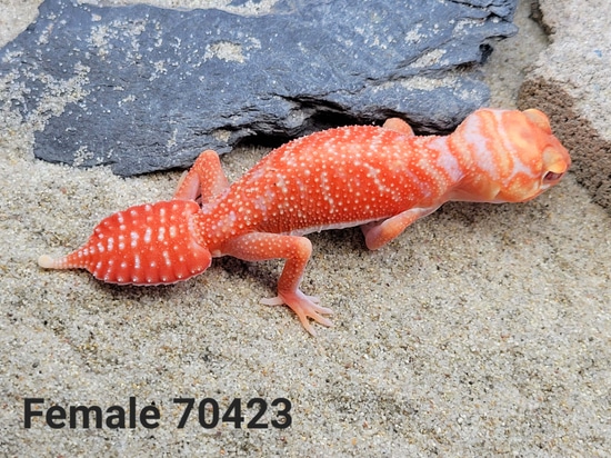 NLP Albino, Prob. Het Patternless Young Adult Knob-Tailed Gecko by ...