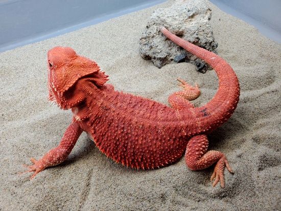 Red Hypo Het Translucent Central Bearded Dragon by Dragon's Den ...