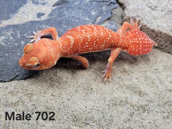 Albino Probable Het Patternless Male Knob-Tailed Gecko by Dragon's Den ...