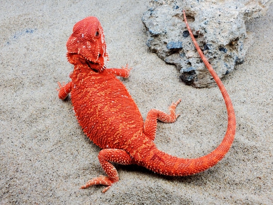 Red Hypo Het Translucent Male, Red Monster X Blood Red Central Bearded ...