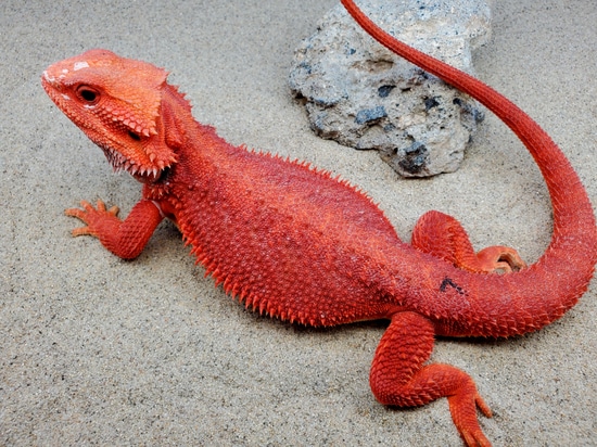 Red Hypotrans 1/2 Red Monster Male Adult Central Bearded Dragon by ...