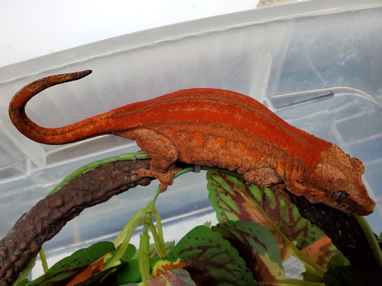 Deep Red Young Adult Female Ready ToBreed Gargoyle Gecko by Dragon's ...