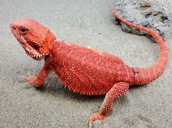 Red Hypo Het Translucent 1/2 Red Monster Female (Minor Nips) Central ...