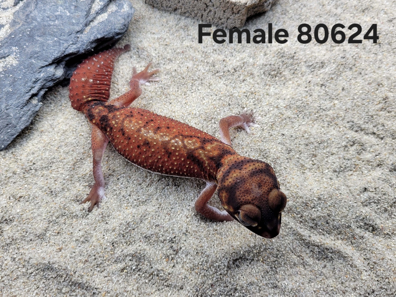 NL Pilbarensis Smooth Knob Tail Het Albino, Prob Het Patternless Female