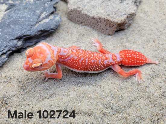 NL Pilbarensis, Smooth Knob-Tail Albino Prob Het Patternless Knob ...