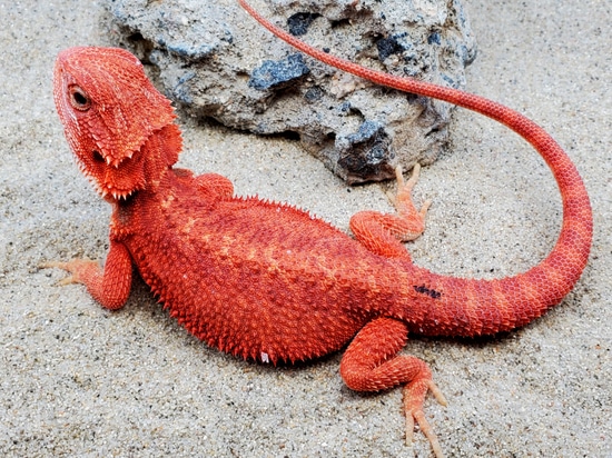 Hypotrans 1/2 Red Monster Male Central Bearded Dragon by Dragon's Den Herpetoculture