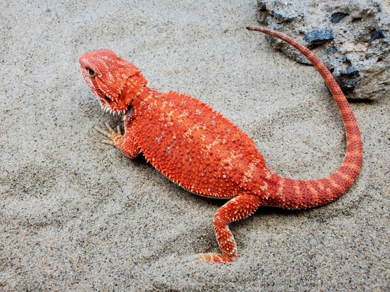 Red Hypo Het Translucent, 1/2 Red Monster Male (Tiny Tail-nip) Central ...