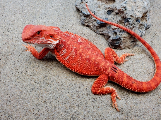 Red Hypo Het Translucent, 1/2 Red Monster Male Central Bearded Dragon ...