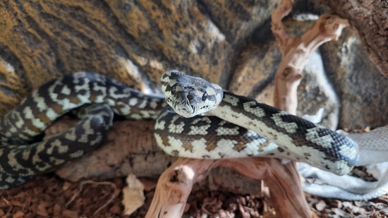 IJ Papuan Jungle Diamond Carpet Python Jungle Carpet Python by Jungle ...