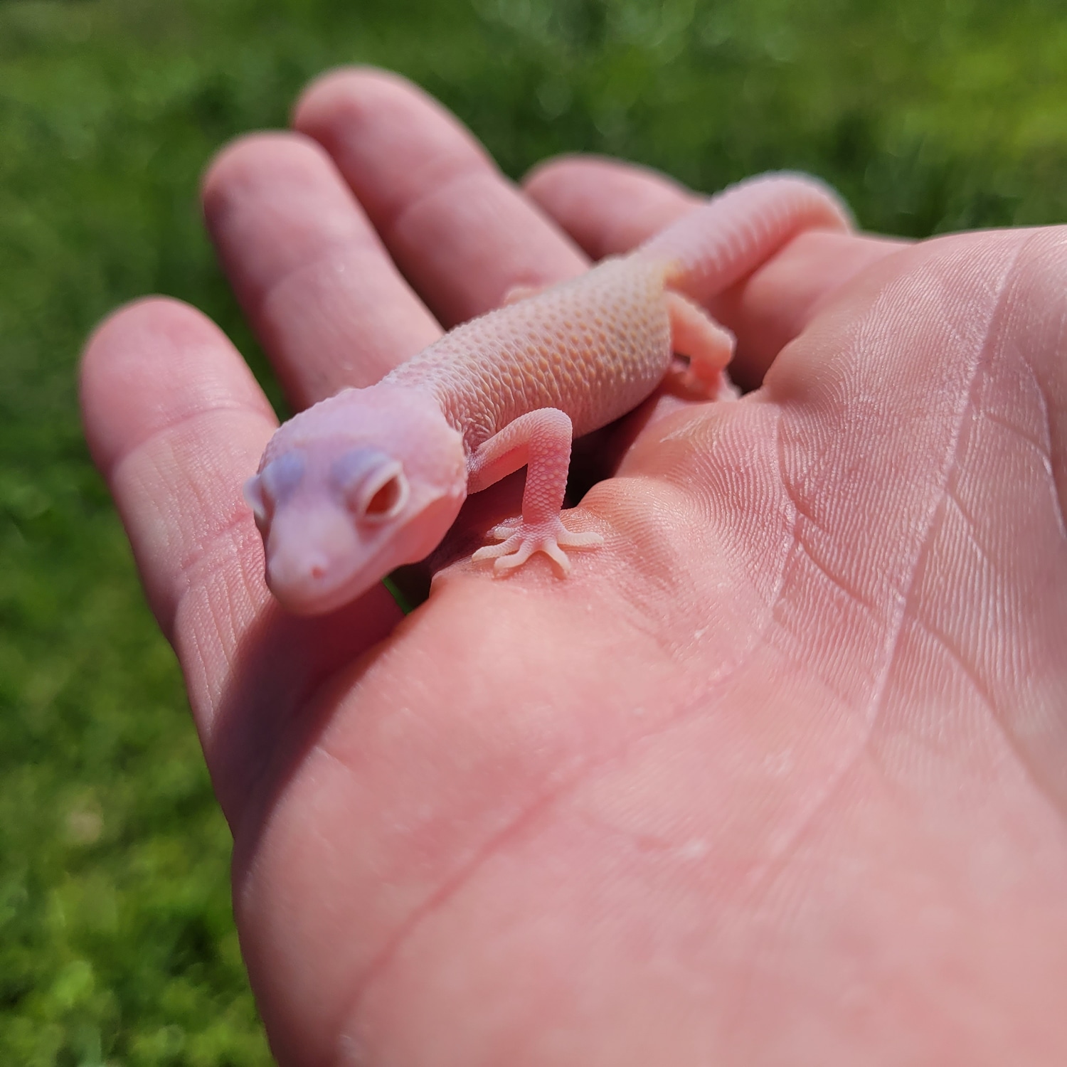 Diablo Blanco (Snake Eyes) Leopard Gecko by Dave’s Danger Noodles ...