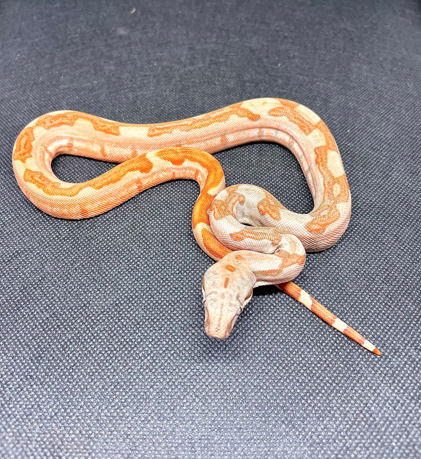 Super Hypo Jungle Hog Island Boa Constrictor by Dave’s Danger Noodles ...