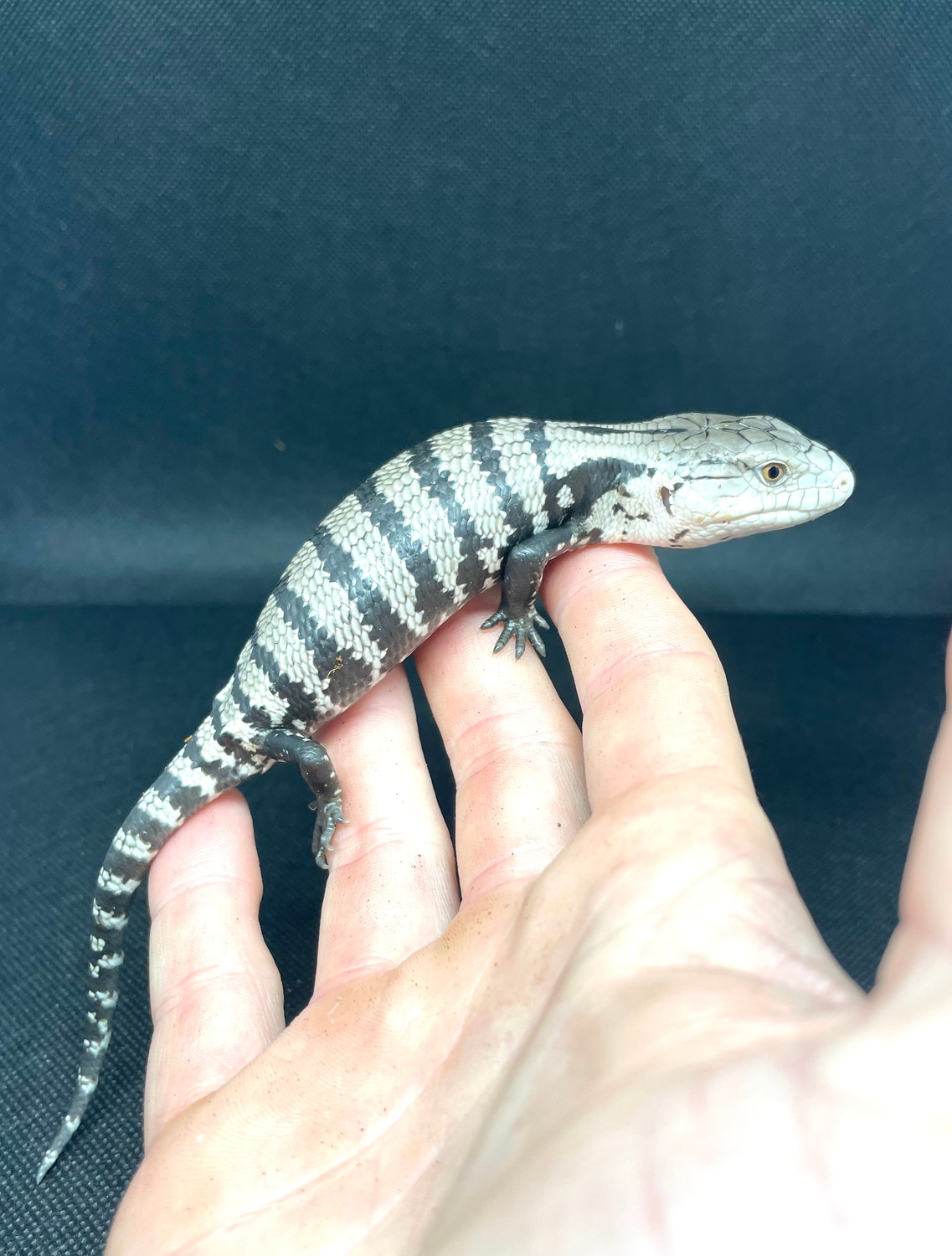 Axanthic Halmahera Blue Tongue Skink Halmahera Blue-Tongued Skink by ...