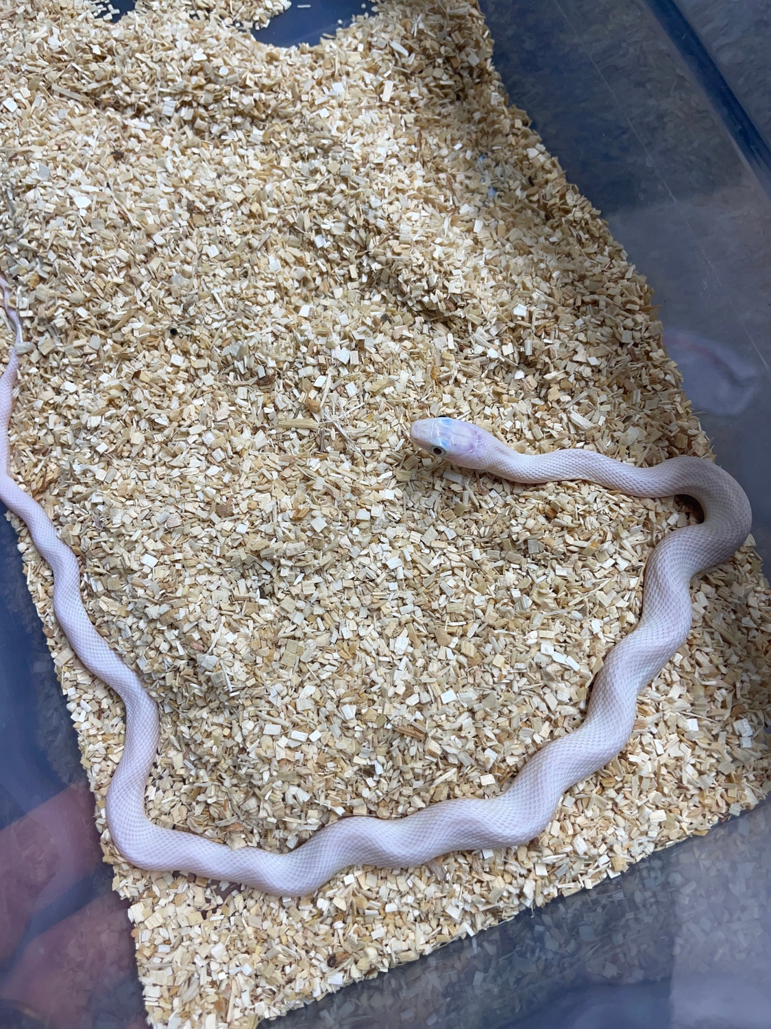 Blue Eyed Leucistic Texas Rat Snake Other Rat Snake by Dave’s Danger ...