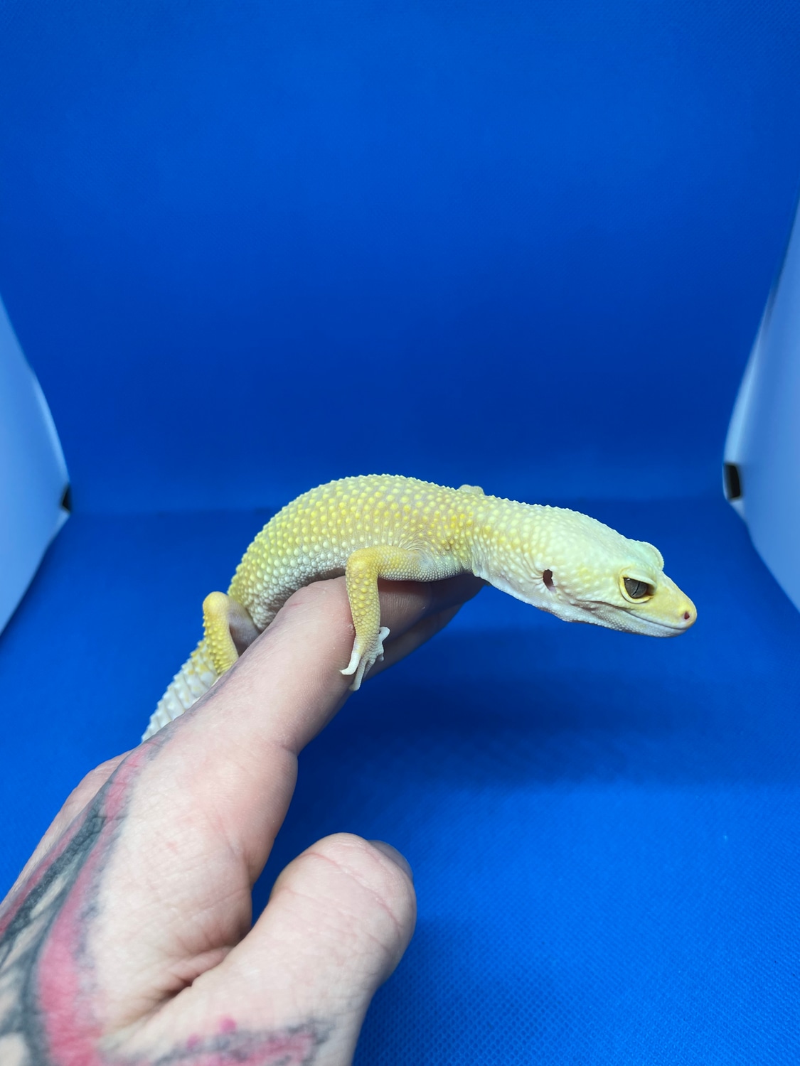 Rainwater Albino Patternless Leopard Gecko by Dave’s Danger Noodles ...