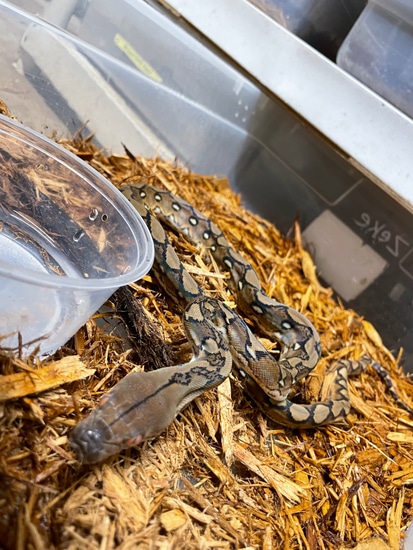 37.5% Jampea Dwarf Sunfire Het Genetic Stripe Reticulated Python by ...