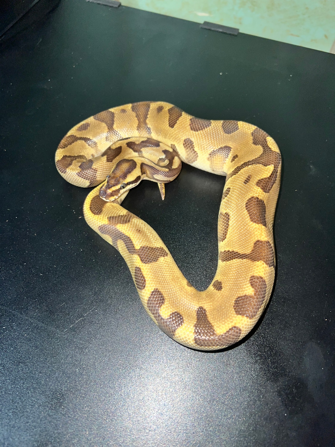 Enchi Fire Leopard Ball Python by Dave’s Danger Noodles - MorphMarket