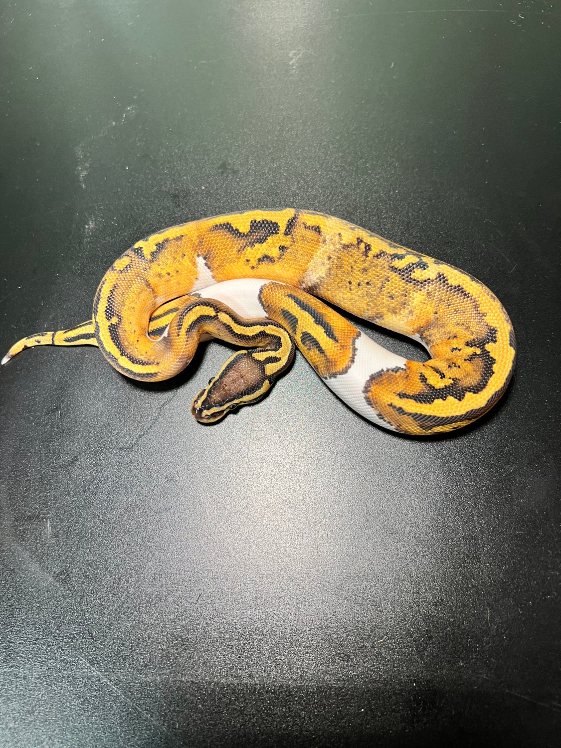 Vanilla Pied Paradox Ball Python by Dave’s Danger Noodles - MorphMarket