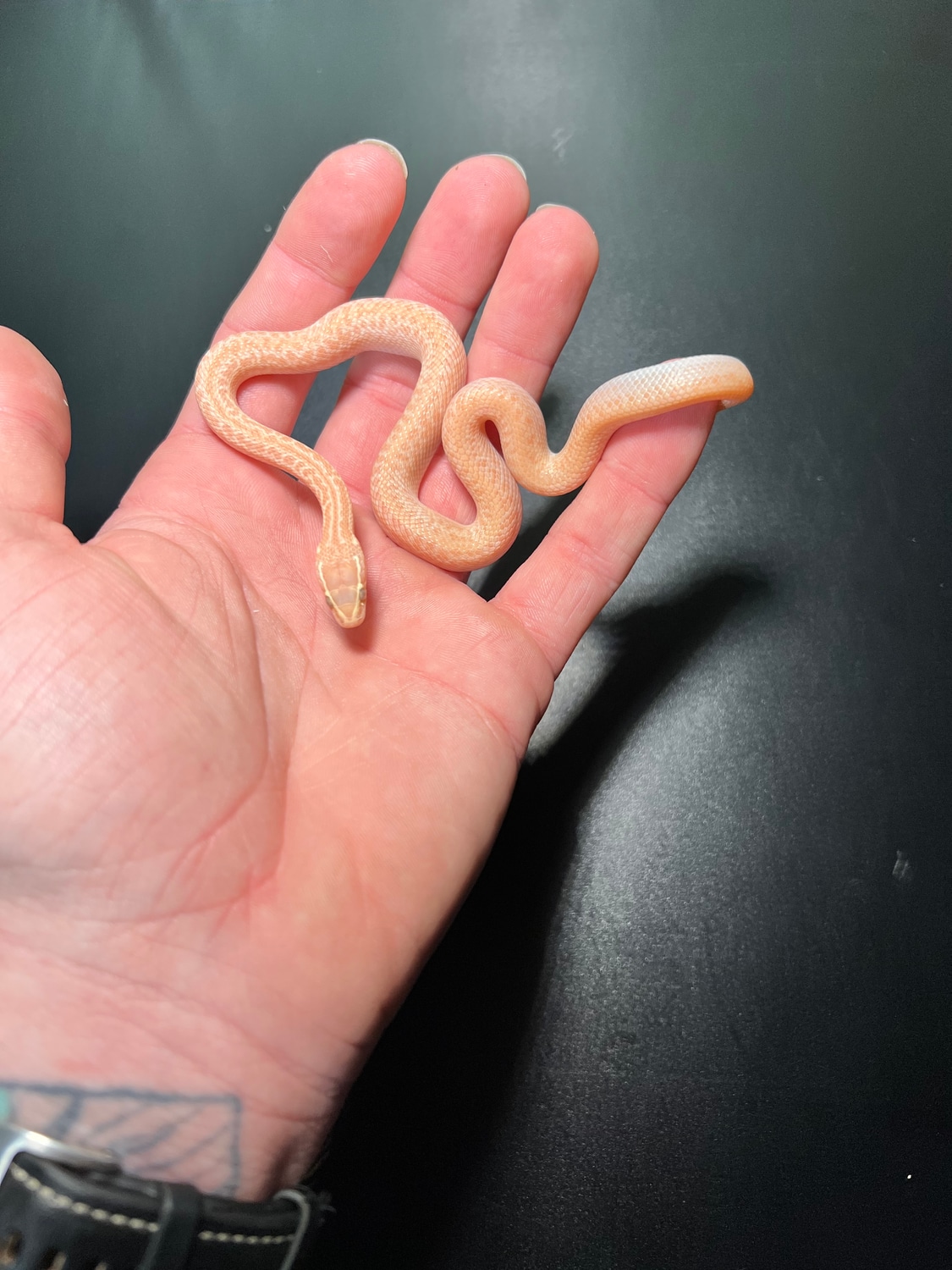 T+ Albino House Snake by Dave’s Danger Noodles - MorphMarket