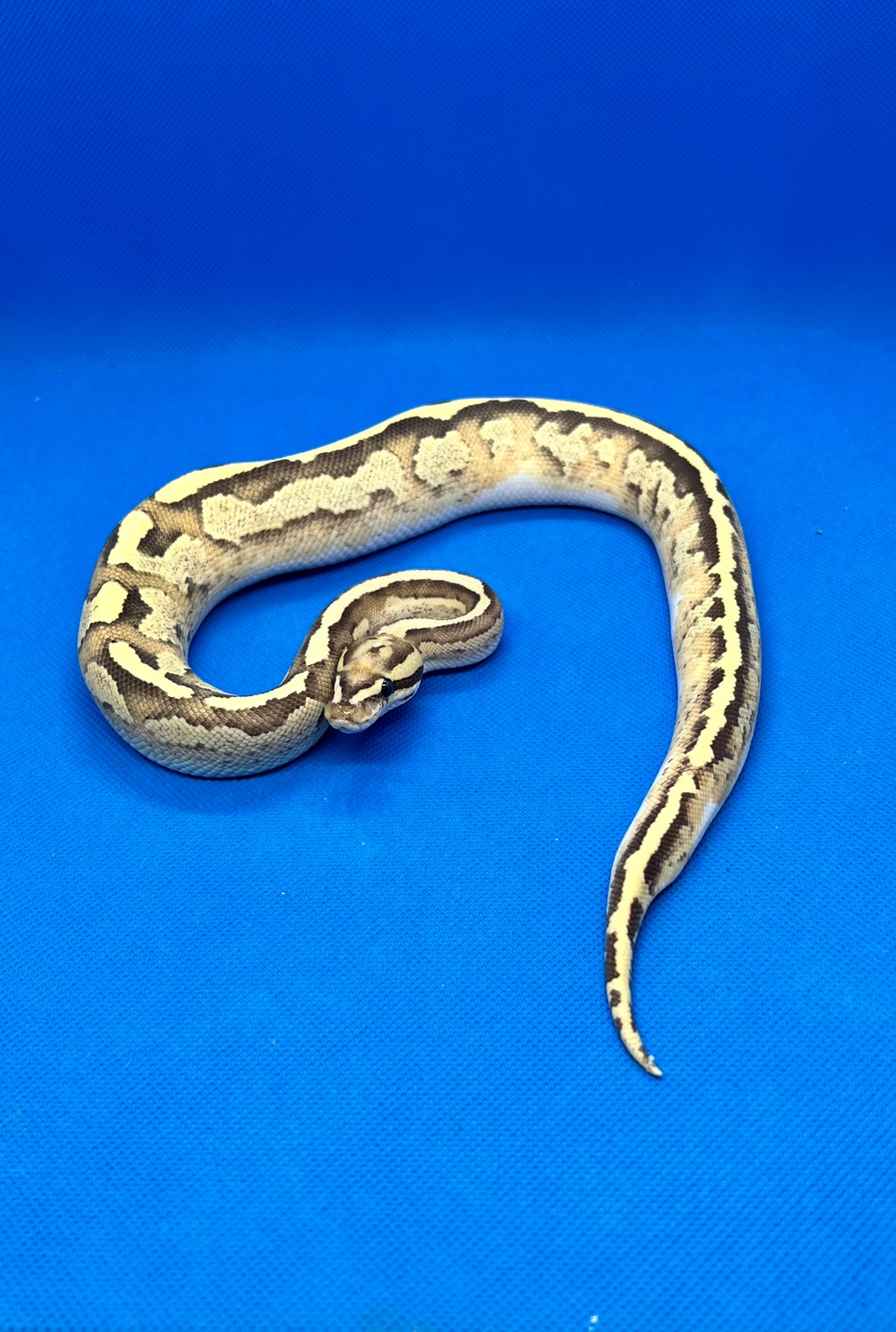 Disco Inferno Ball Python by Dave’s Danger Noodles - MorphMarket