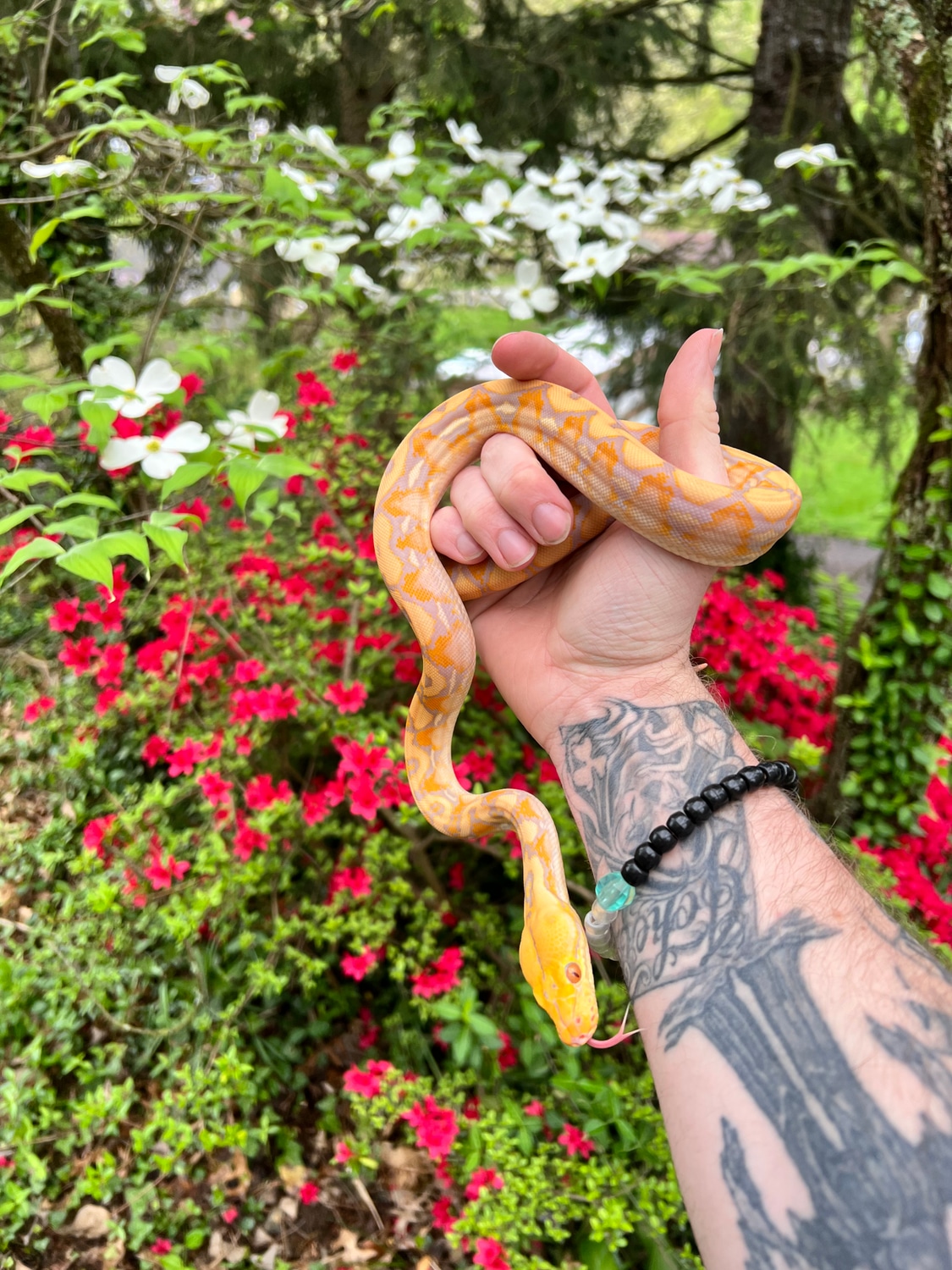 Lavender Reticulated Python by Dave’s Danger Noodles - MorphMarket