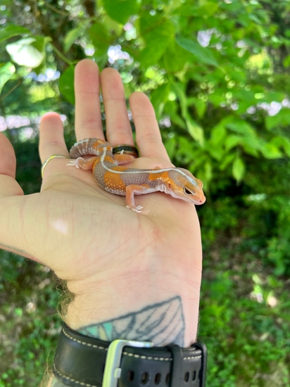 Amel Tangerine Stripe African Fat-Tailed Gecko by Dave’s Danger Noodles