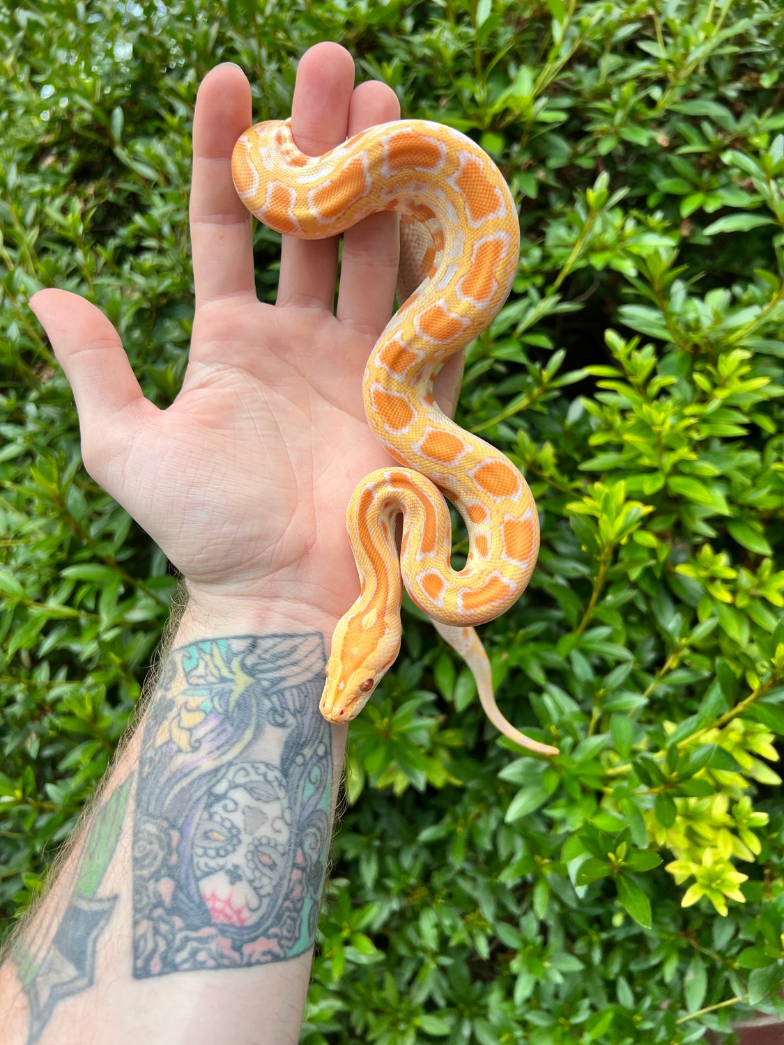 Albino DH Granite Green Burmese Python by Dave’s Danger Noodles ...
