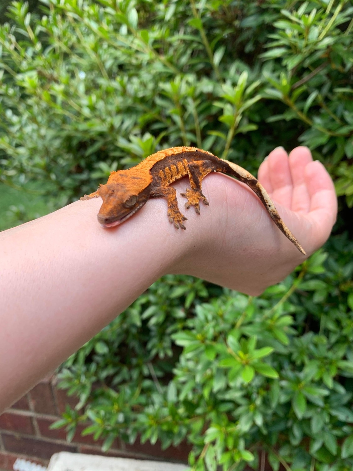High Contrast Halloween Crested Gecko by Dave’s Danger Noodles ...
