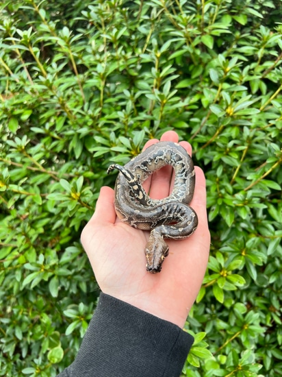 Chrome Head Sumatran Short-Tailed Python by Dave’s Danger Noodles