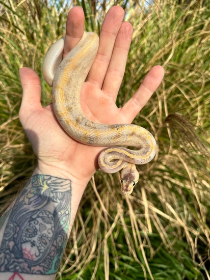 Champagne Yellow Belly Enchi Pastel Ball Python by Dave’s Danger Noodles