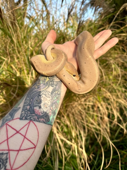 Super Cinnamon Coral Glow Pinstripe Pos Enchi Ball Python by Dave’s ...