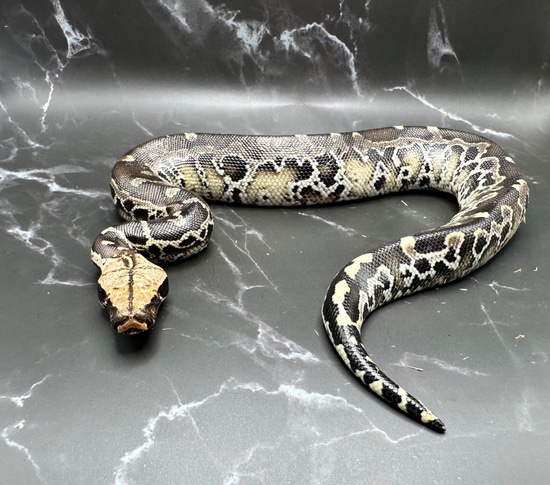 Chrome Head Sumatran Short-Tailed Python by Sticky Toe Supply Co.