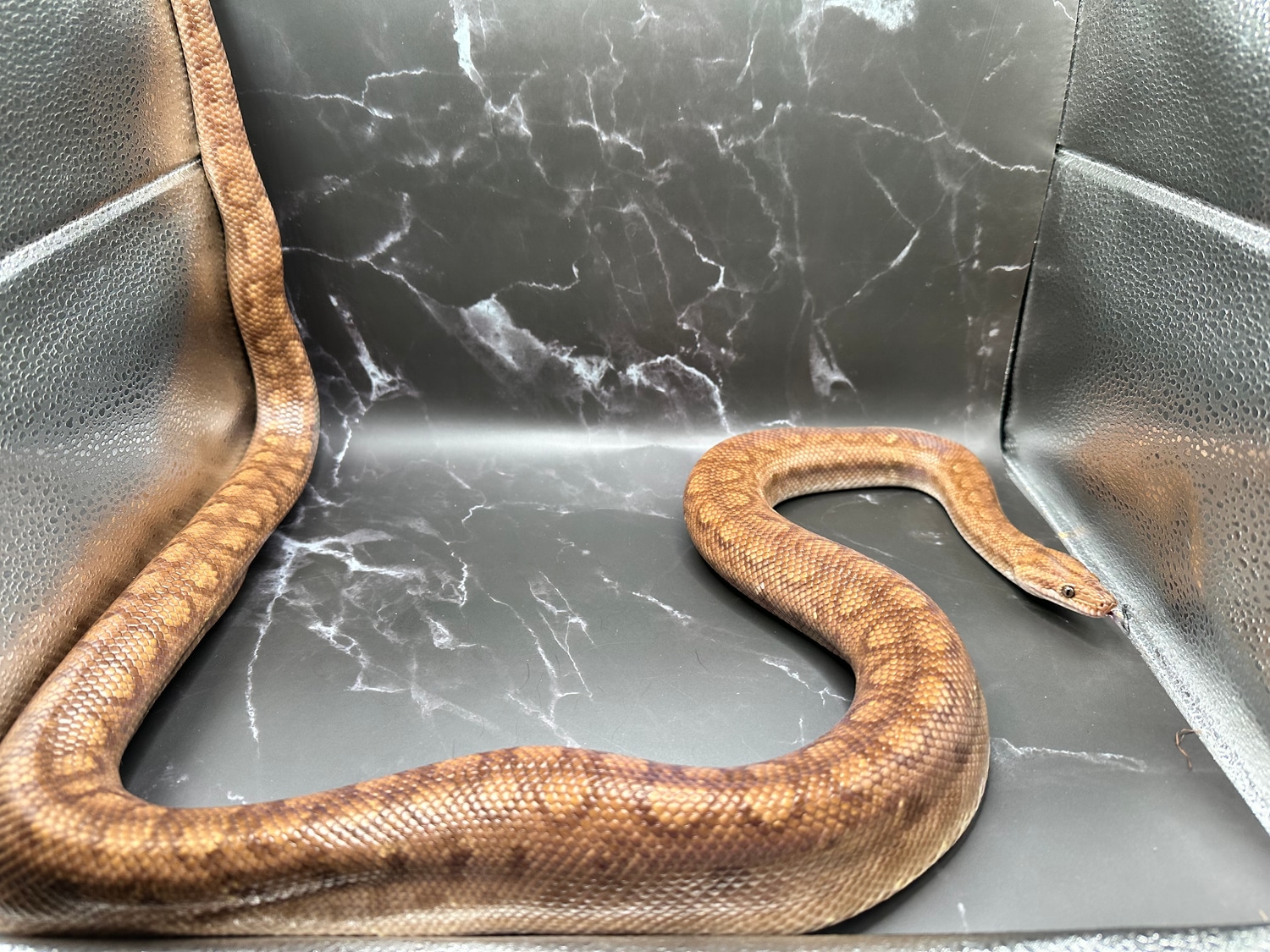 Colombian Rainbow Boa by Dave’s Danger Noodles - MorphMarket