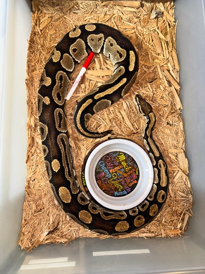 Yellowbelly Ball Python by Dave’s Danger Noodles