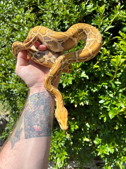 Gulf Coast Caramel Pos Het Green Burmese Python by Dave’s Danger Noodles
